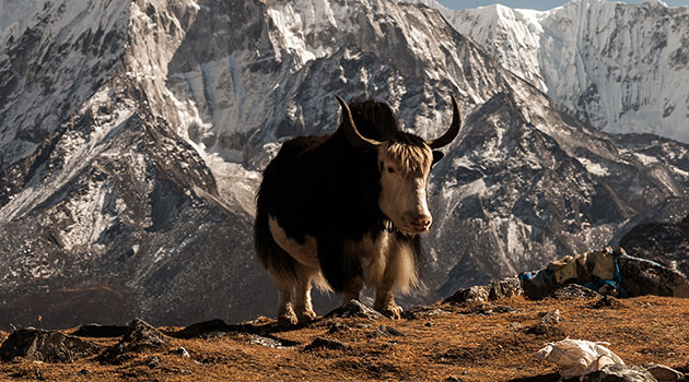 Shaving Yaks in Laser Sauce with Someguyiknow: A Definitive Dictionary ...