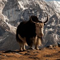 Shaving Yaks in Laser Sauce with Someguyiknow: A Definitive Dictionary ...